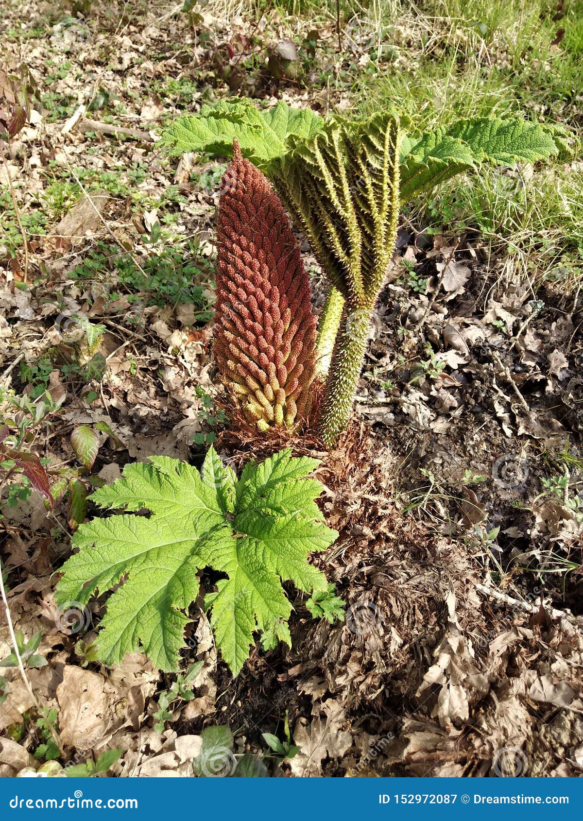 Weird plant stock image. Image of leaf, weird, flowers - 152972087