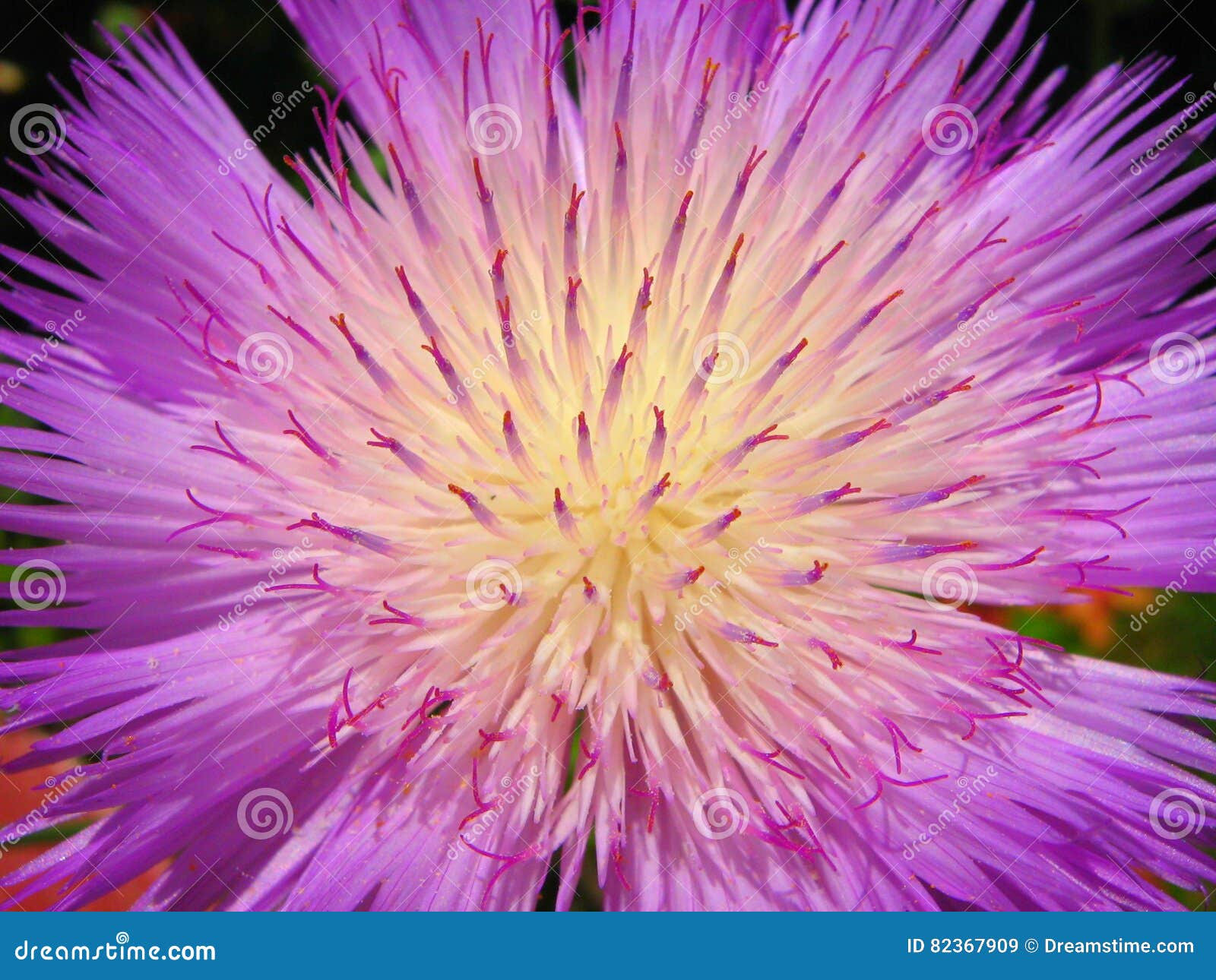 Weird Purple Flower stock image. Image of summer, garden - 82367909