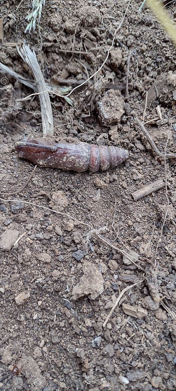 Weird red segmented worm stock image. Image of caterpillar - 281505783