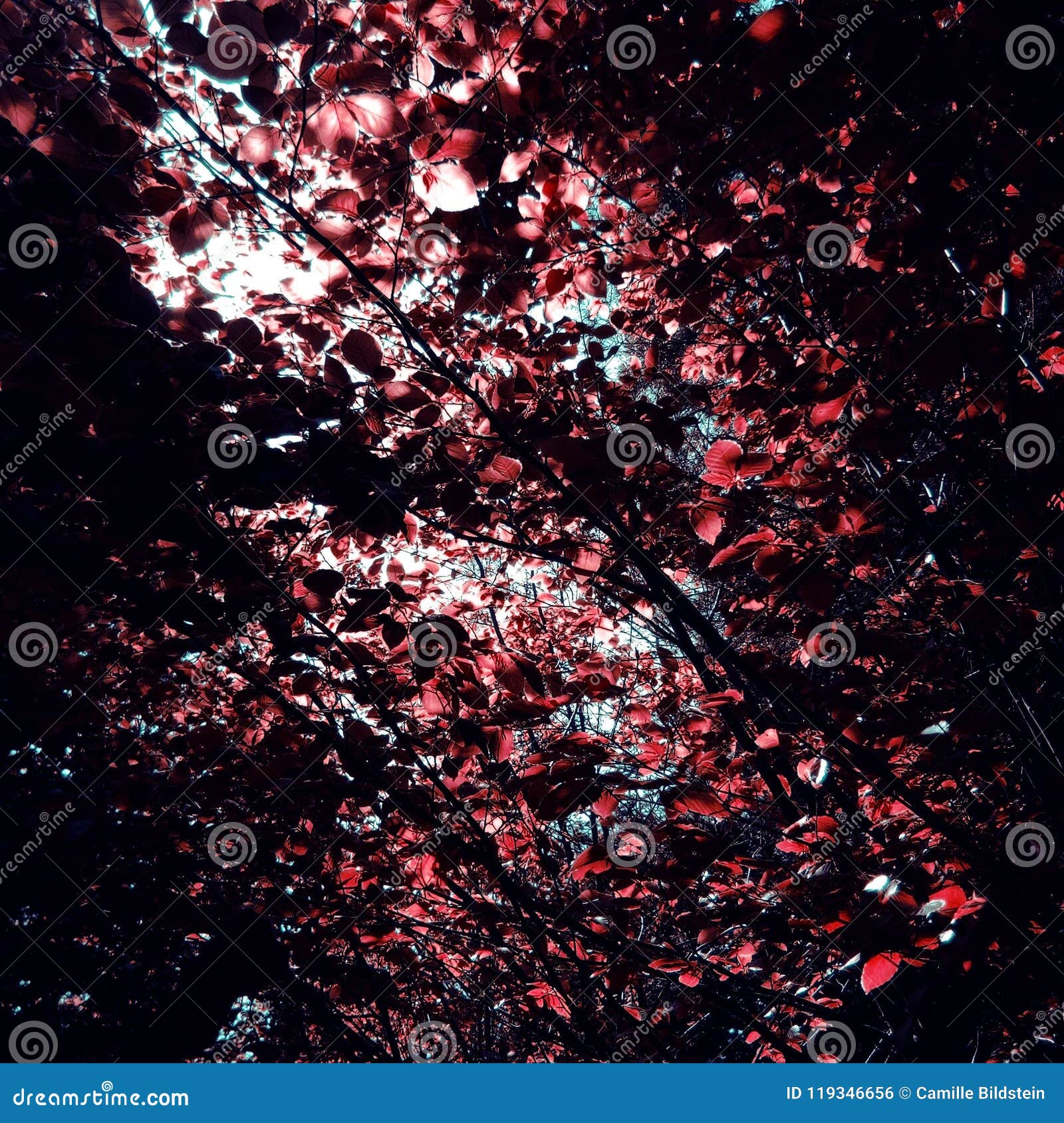 A weird red sky stock photo. Image of tiny, weird, colors - 119346656