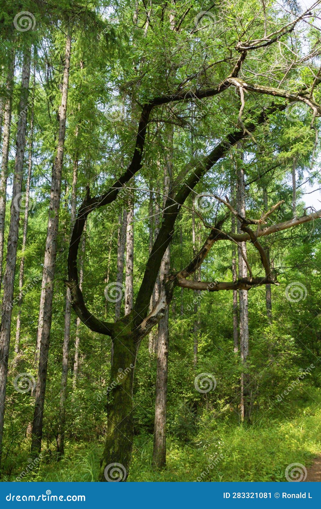 Weird Shape Tree in Forest in Summer Stock Image - Image of park ...