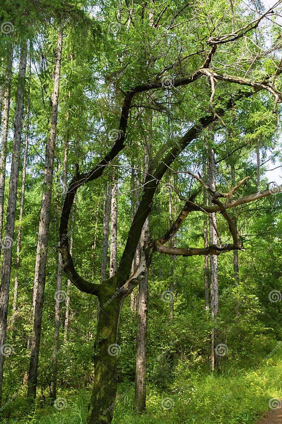 Weird Shape Tree in Forest in Summer Stock Image - Image of park ...