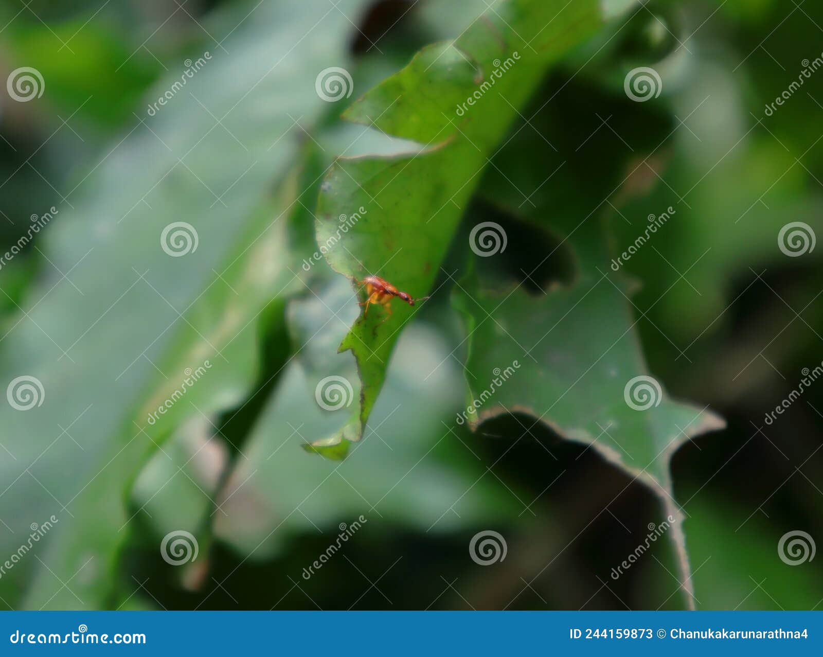 Weird Shaped Tree Stock Image | CartoonDealer.com #134524915
