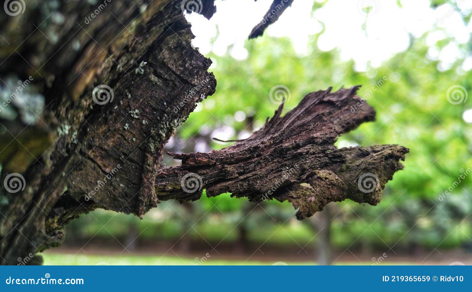 Weird Tree Bark stock image. Image of apple, bark, wild - 219365659