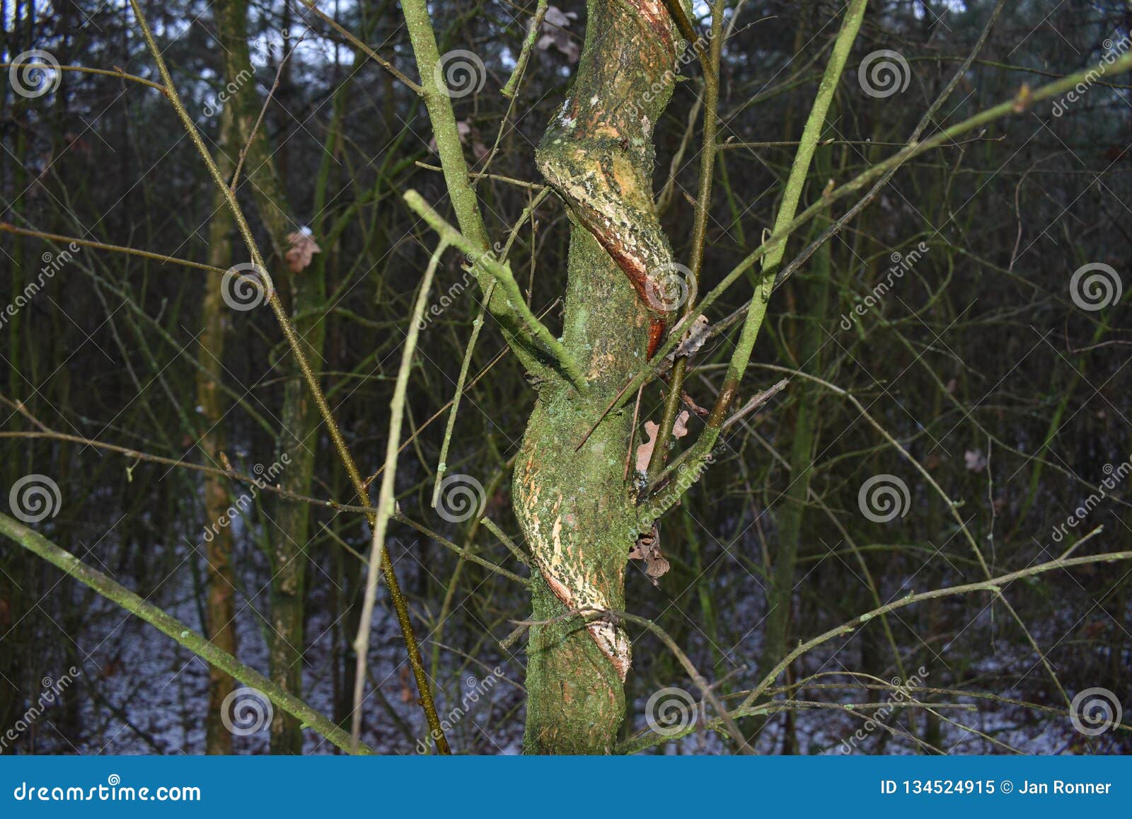 Weird Shaped Tree Stock Image | CartoonDealer.com #134524915