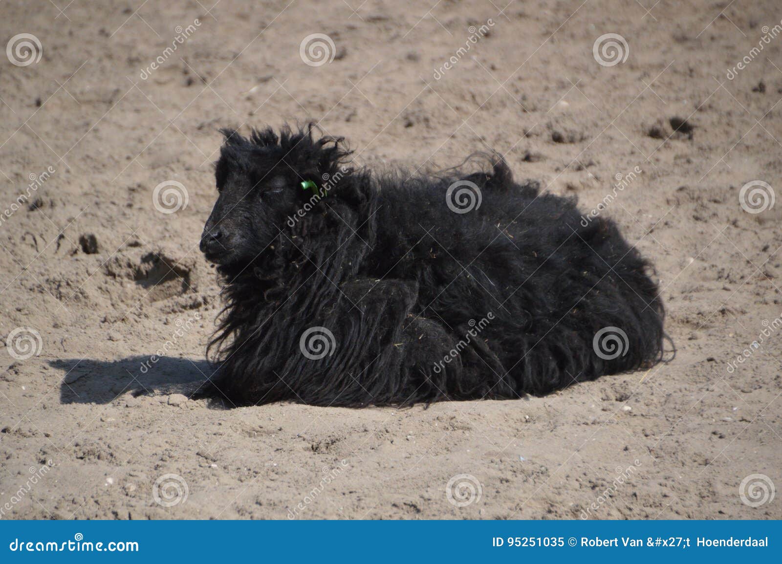 Weird Sheep stock image. Image of sitting, black, sand - 95251035