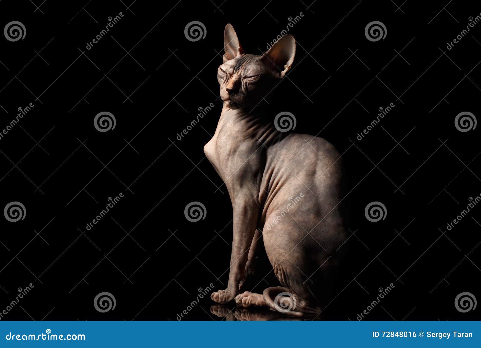 Weird Sphynx Cat Sitting Curious Squints Isolated on Black Background ...