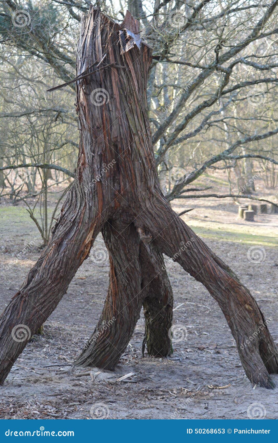 Weird and Strange Tree in the Woods Stock Image - Image of running ...