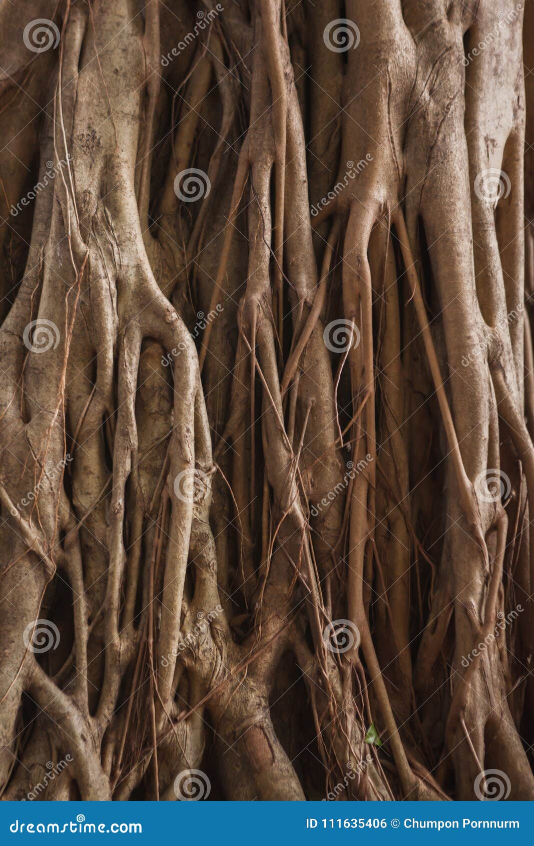 Weird and Tangled Tree Roots in Rainforest, Vertical Stock Photo ...