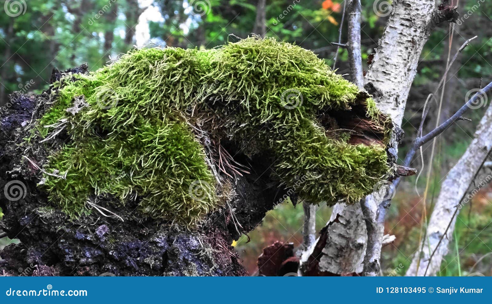 Weird Tree in the Forest stock image. Image of background - 128103495