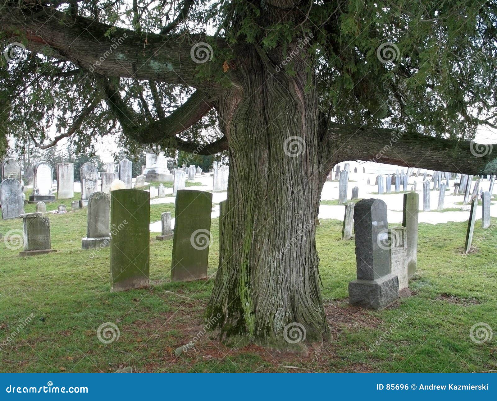 Weird Tree and Old Graves stock photo. Image of resting - 85696