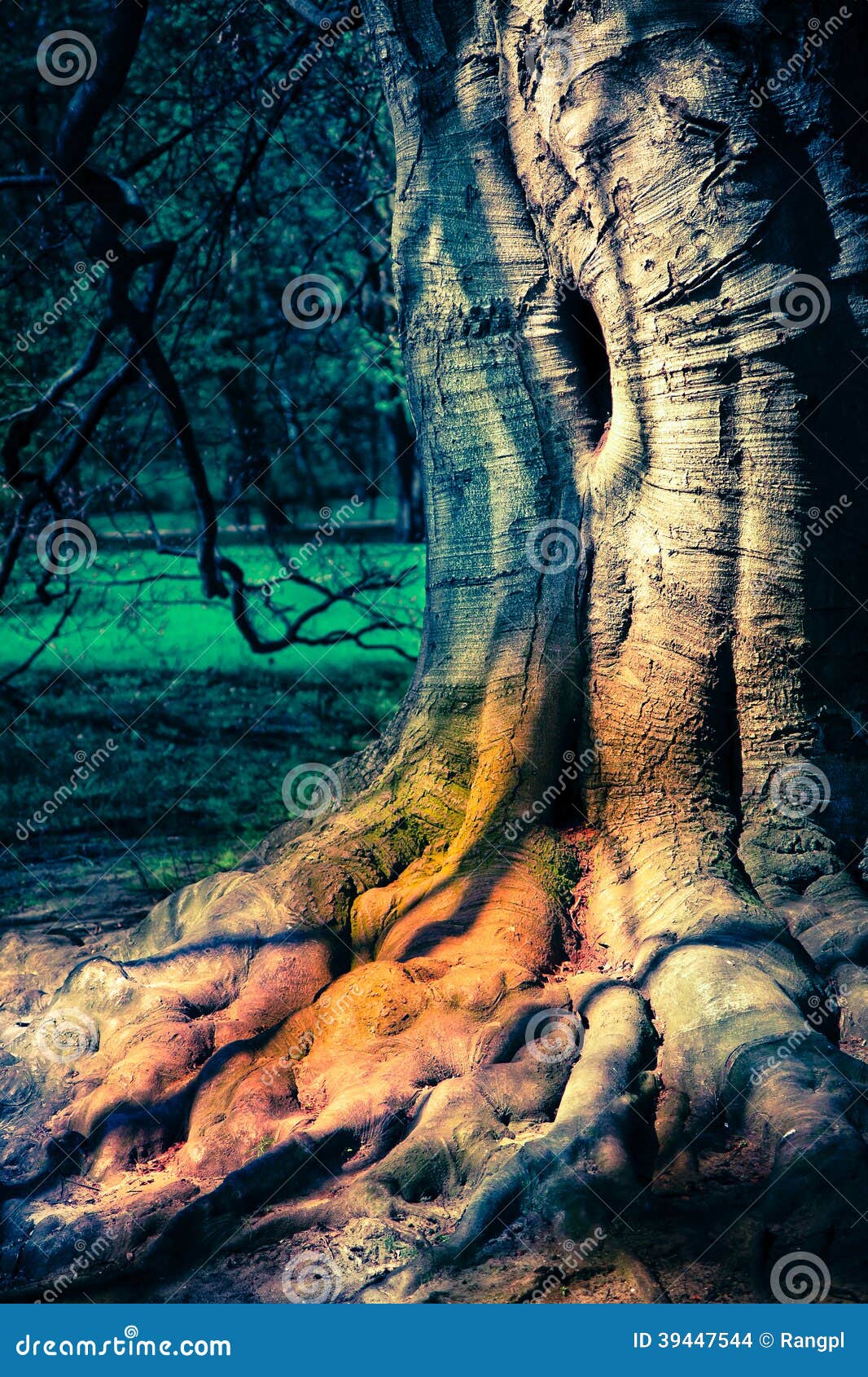 Weird tree stock photo. Image of leafless, aged, gnarled - 39447544