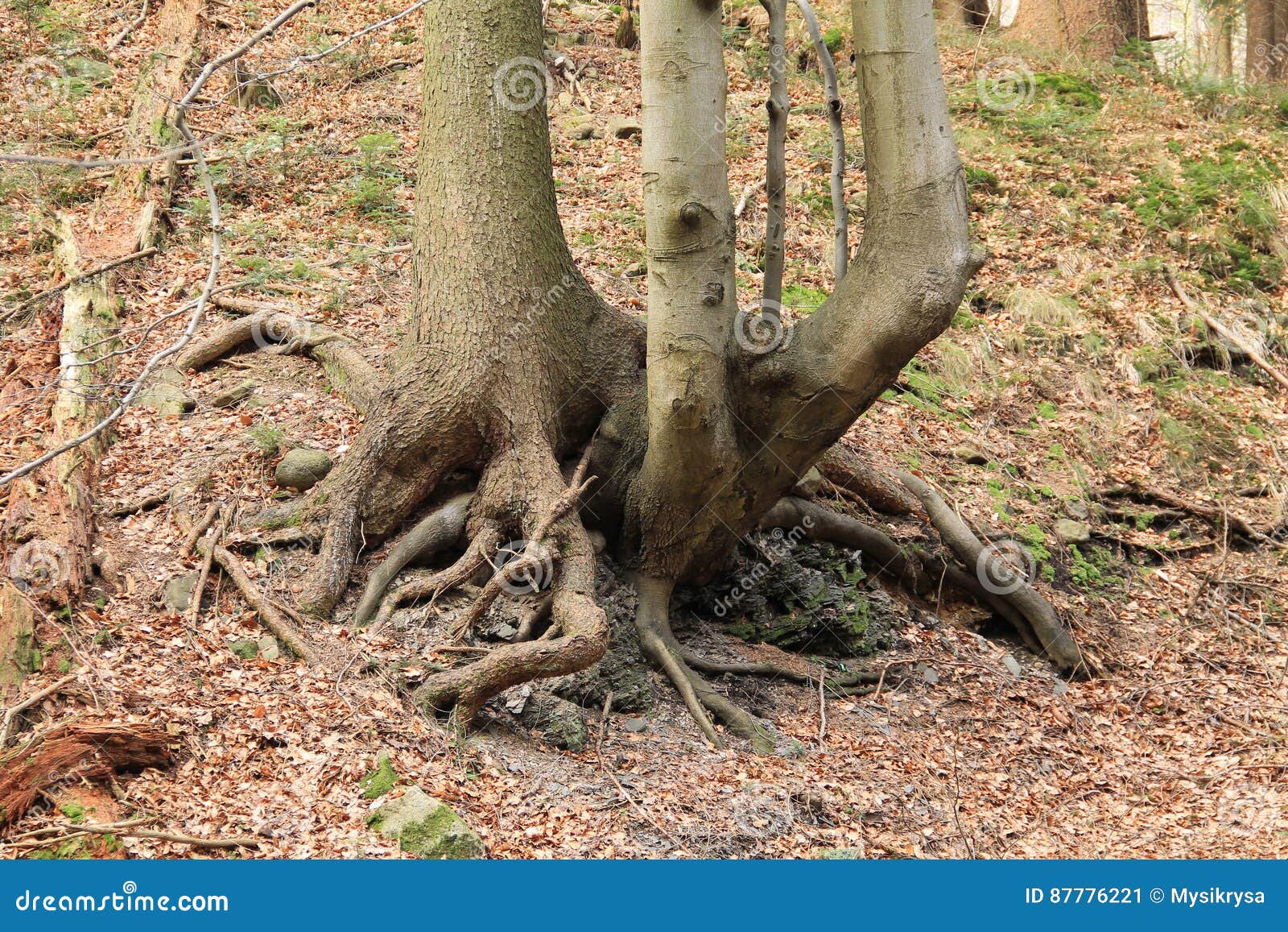 Weird tree stock image. Image of autumn, trunk, ecology - 87776221