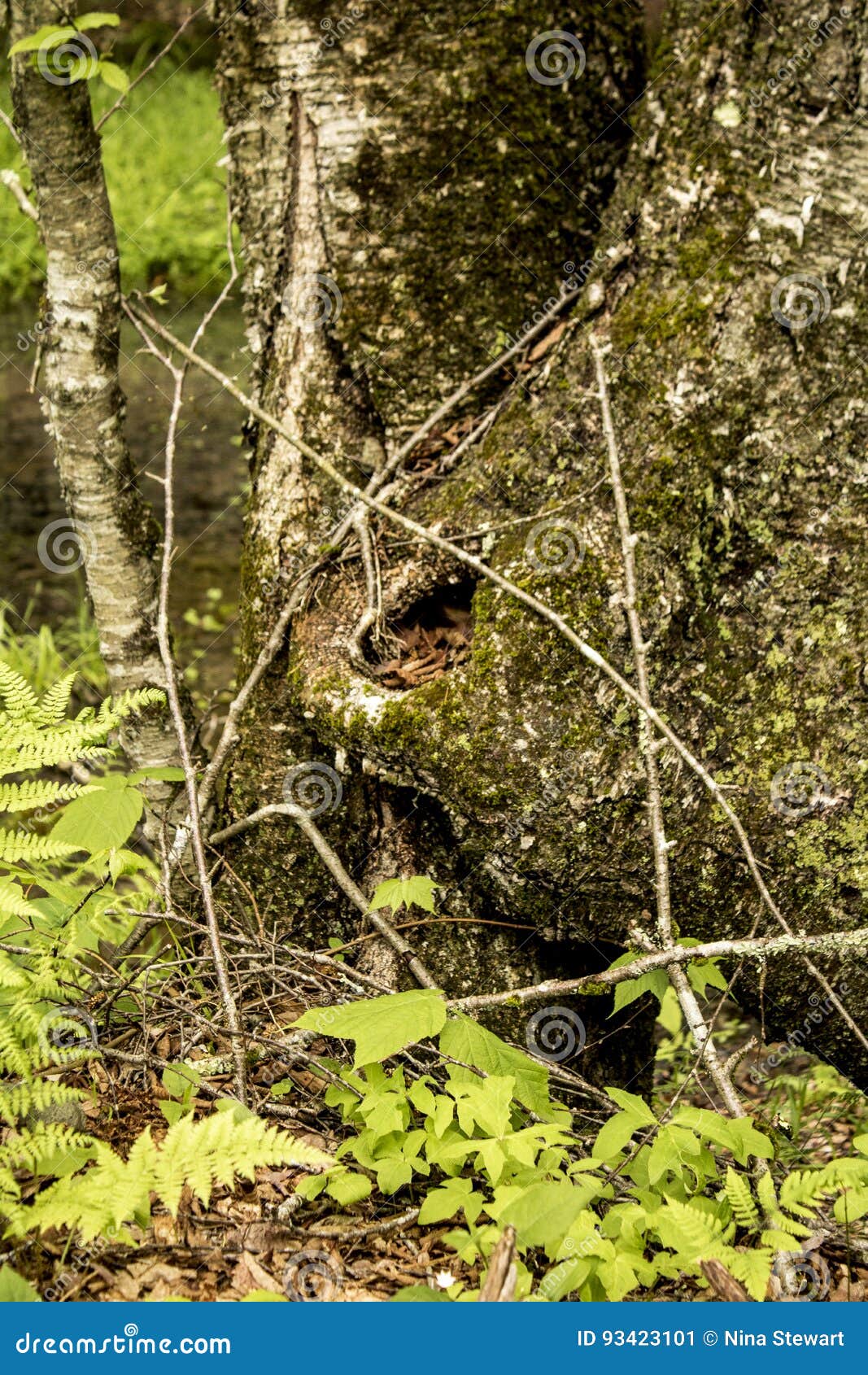 Weird tree trunk stock image. Image of resting, hang - 93423101