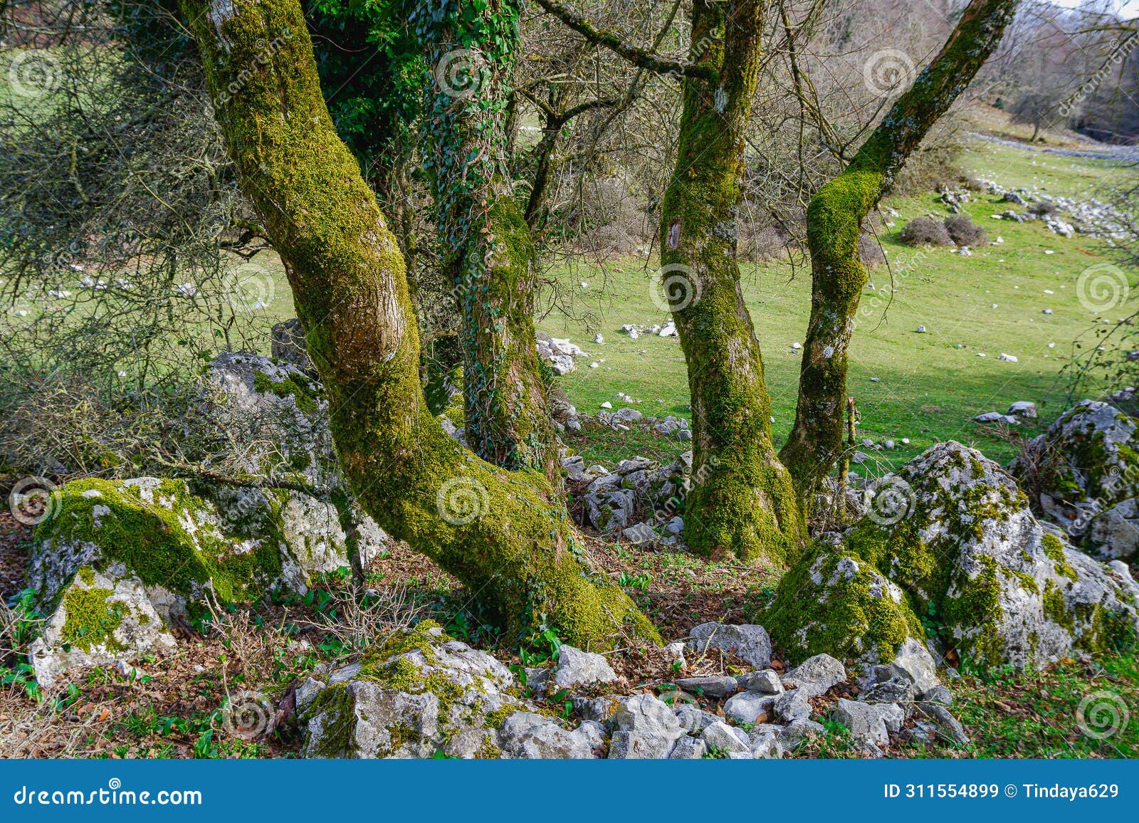 Weird trunk stock image. Image of moss, grass, nature - 311554899