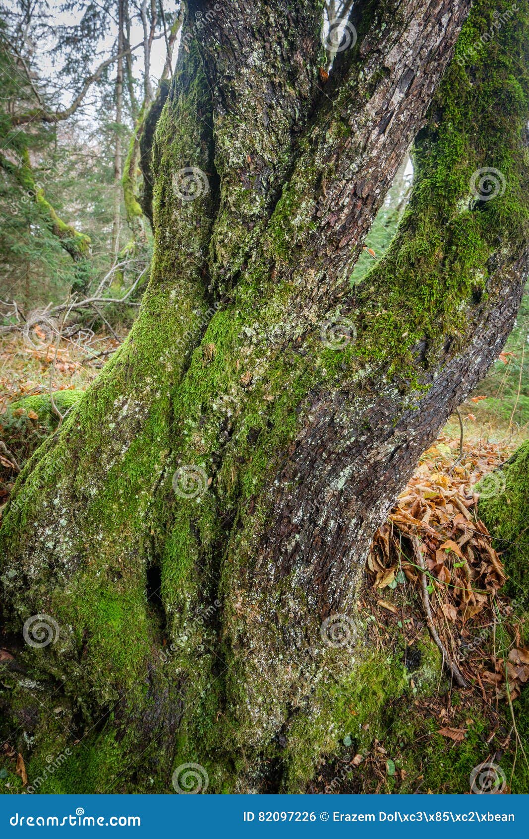 Weird twisted tree trunk stock photo. Image of split - 82097226
