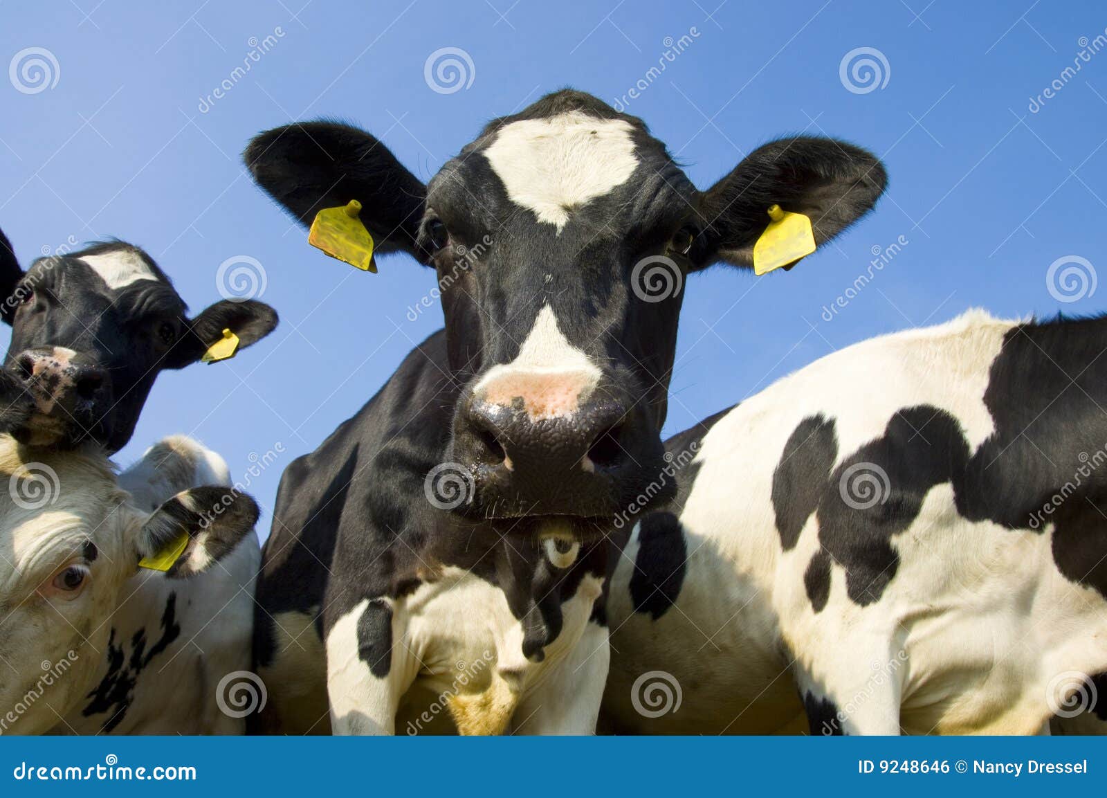 Weird young cows stock photo. Image of wide, agricultural - 9248646