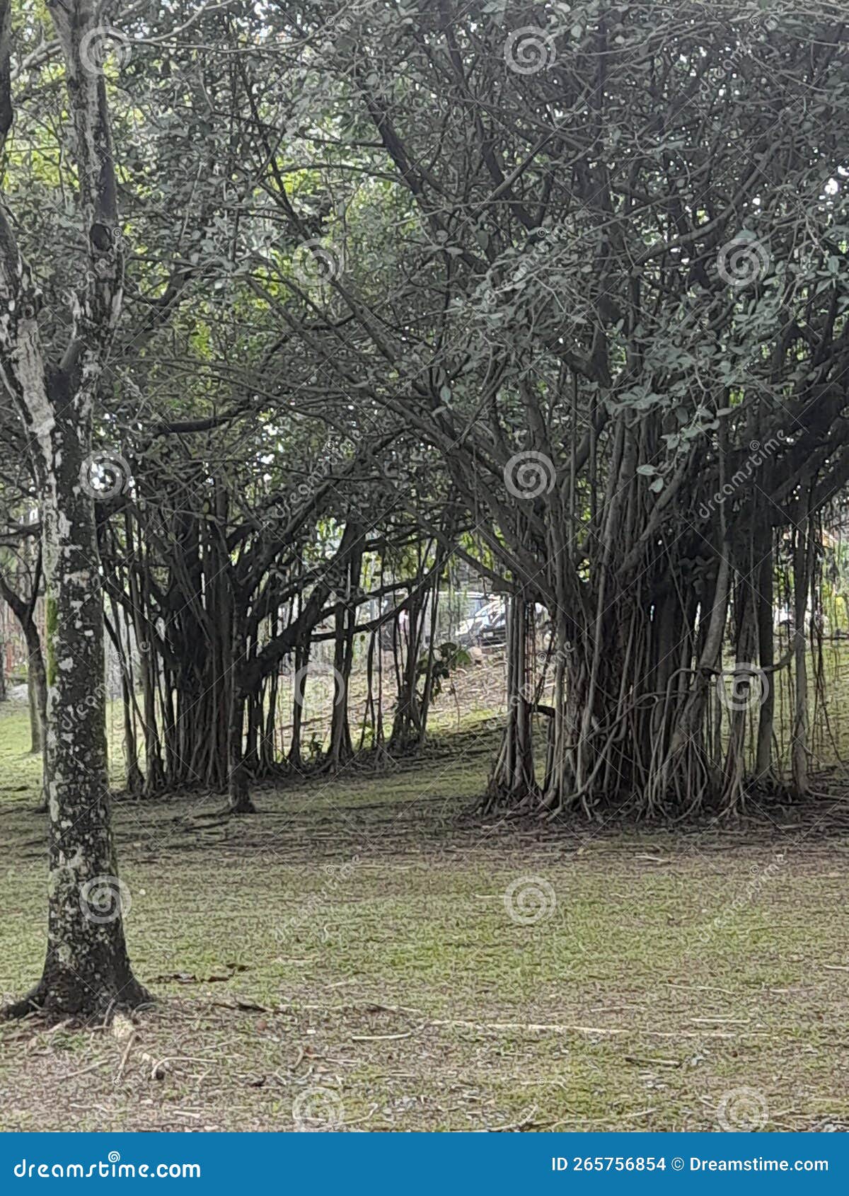Scary Tree With Big Roots In A Forest With Fog Stock Photo ...