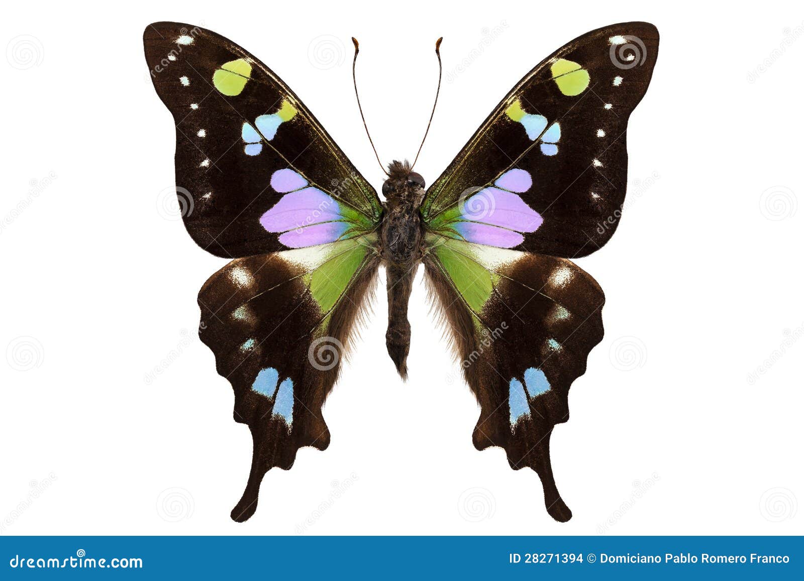 Weiskei De Graphium De La Especie De La Mariposa Foto de archivo ...