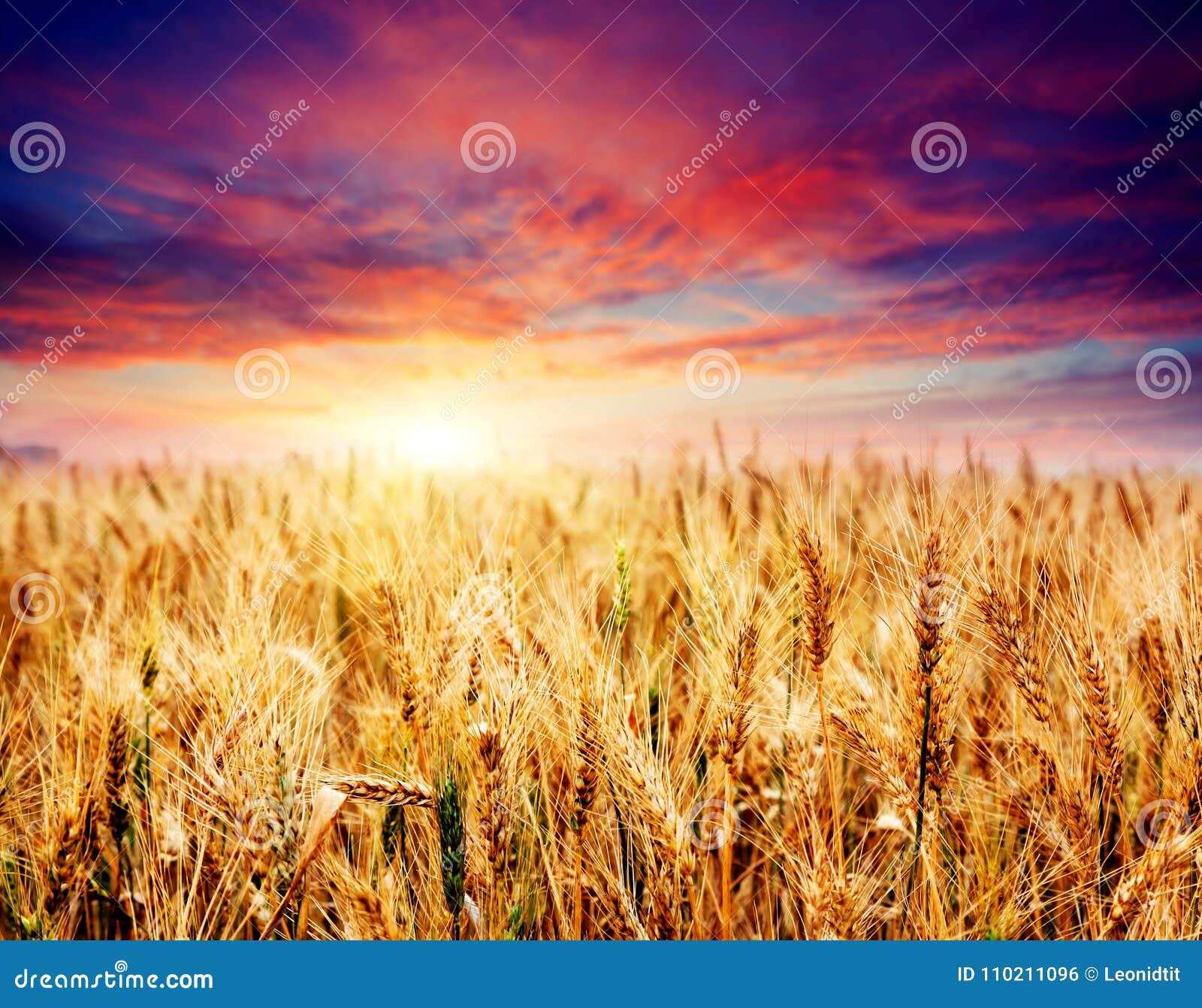 Weizen stockfoto. Bild von schön, getreide, nahrung - 110211096