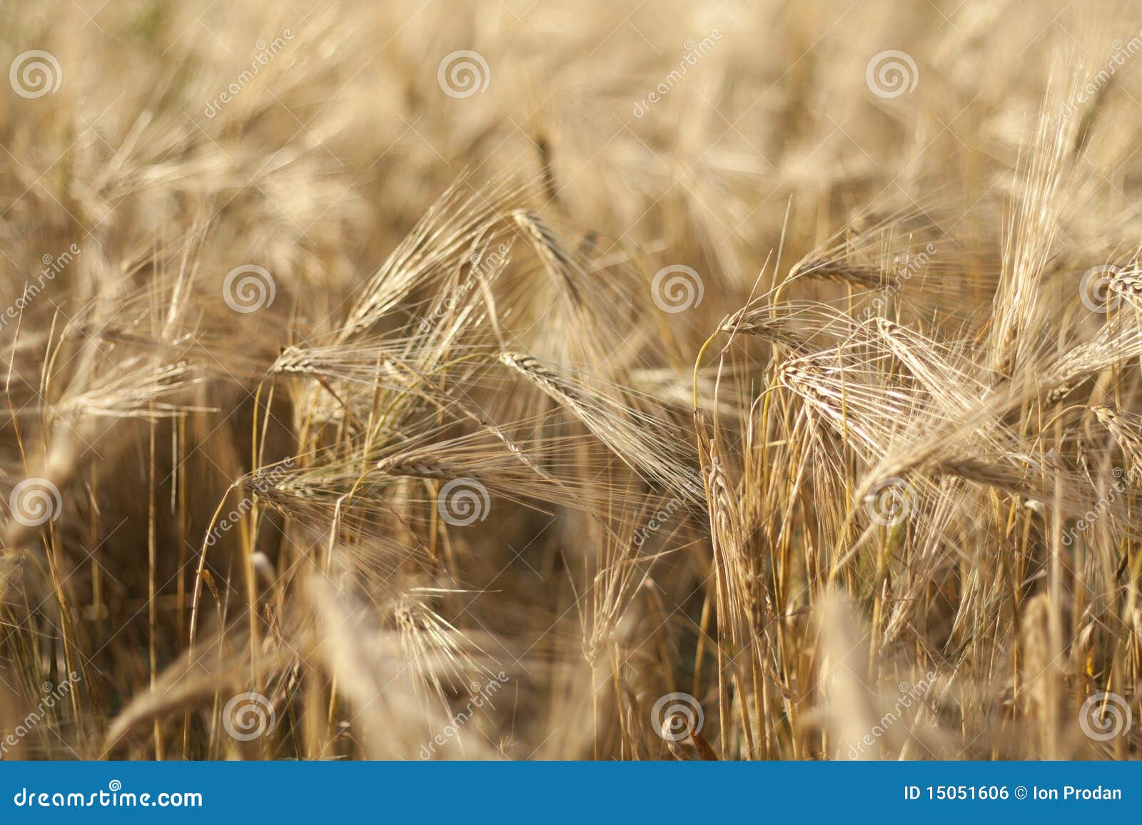 Weizen stockfoto. Bild von grundlegend, zufuhr, entwicklung - 15051606