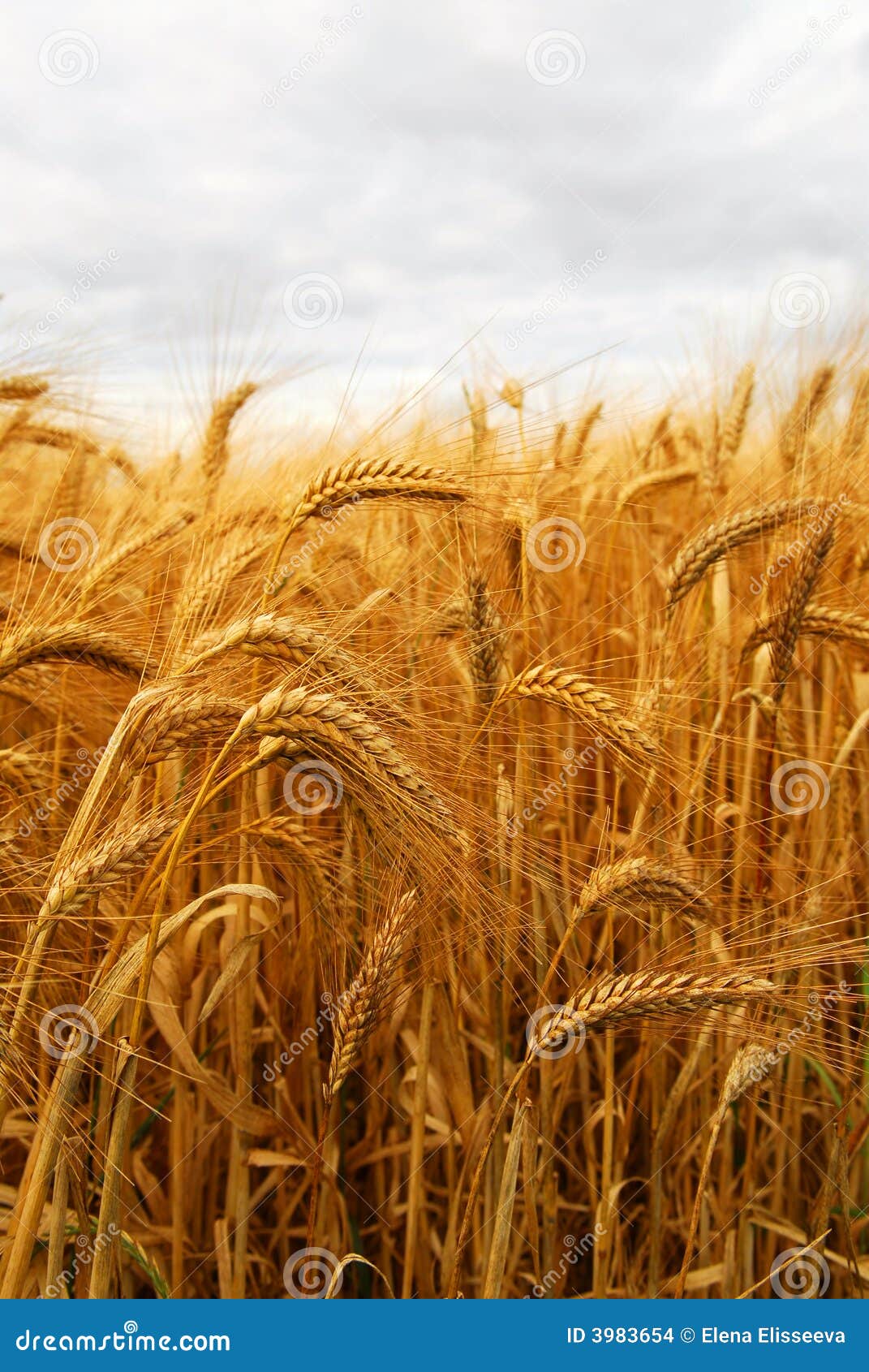 Weizen stockfoto. Bild von kultivierung, gold, nave, landwirtschaftlich ...