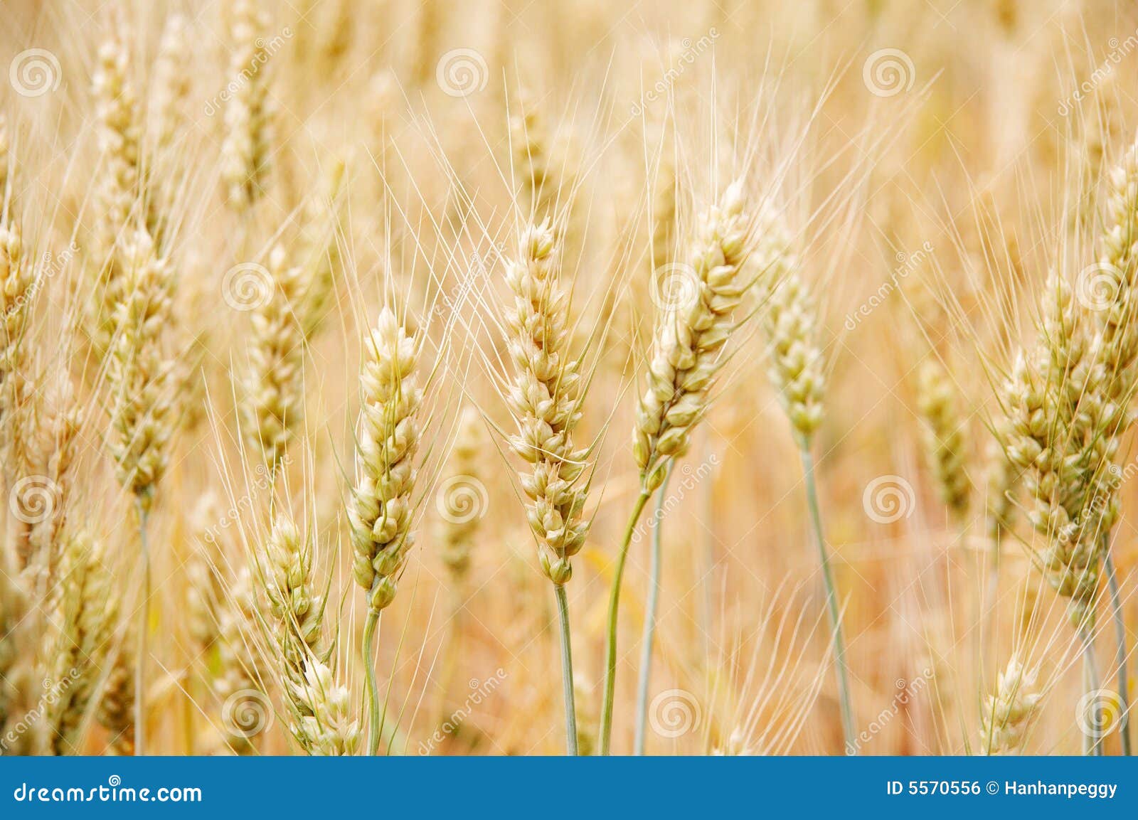Weizen Ernte stockfoto. Bild von landwirtschaft, wiese - 5570556