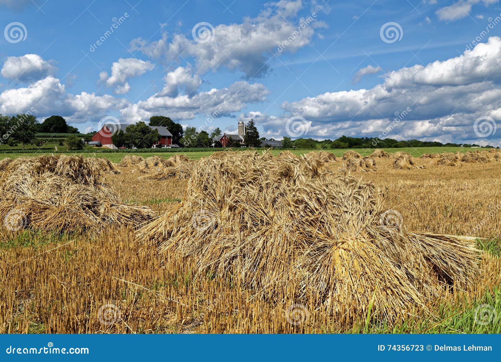 Weizen-Ernte Auf Einem Amischen Bauernhof Stockbild - Bild von gold ...