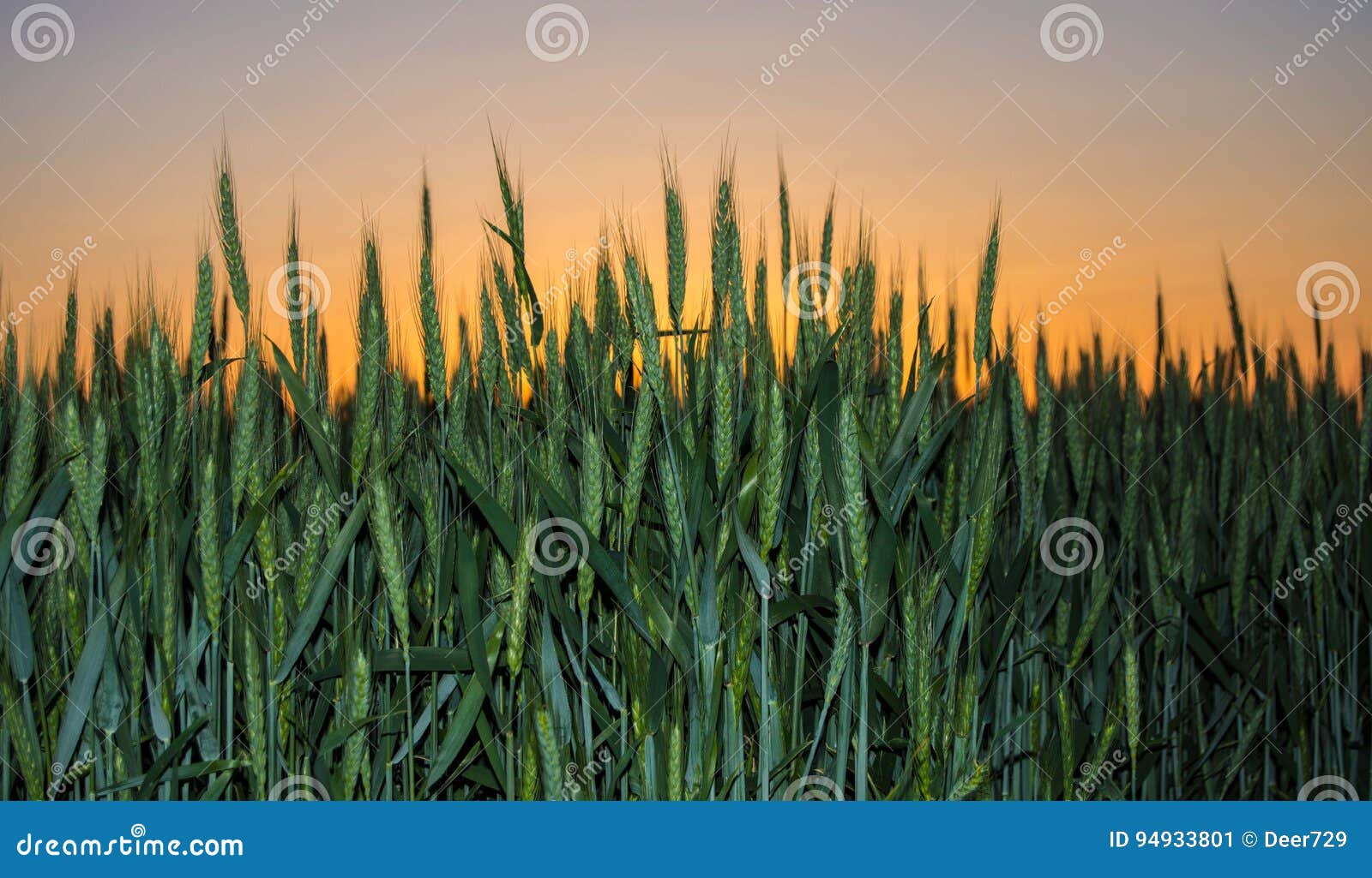 Weizen-Ernte-Heranwachsen stockbild. Bild von land, grün - 94933801