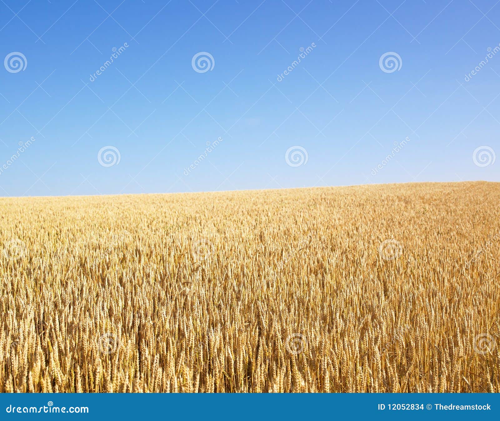 Weizen-Feld stockfoto. Bild von horizont, weizen, korn - 12052834
