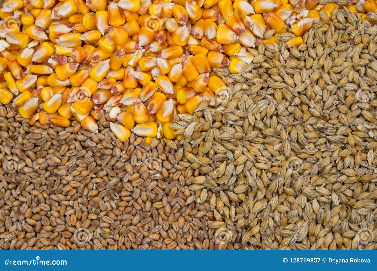 Weizen, Gerste und Mais stockbild. Bild von reihe, gerste - 128769857