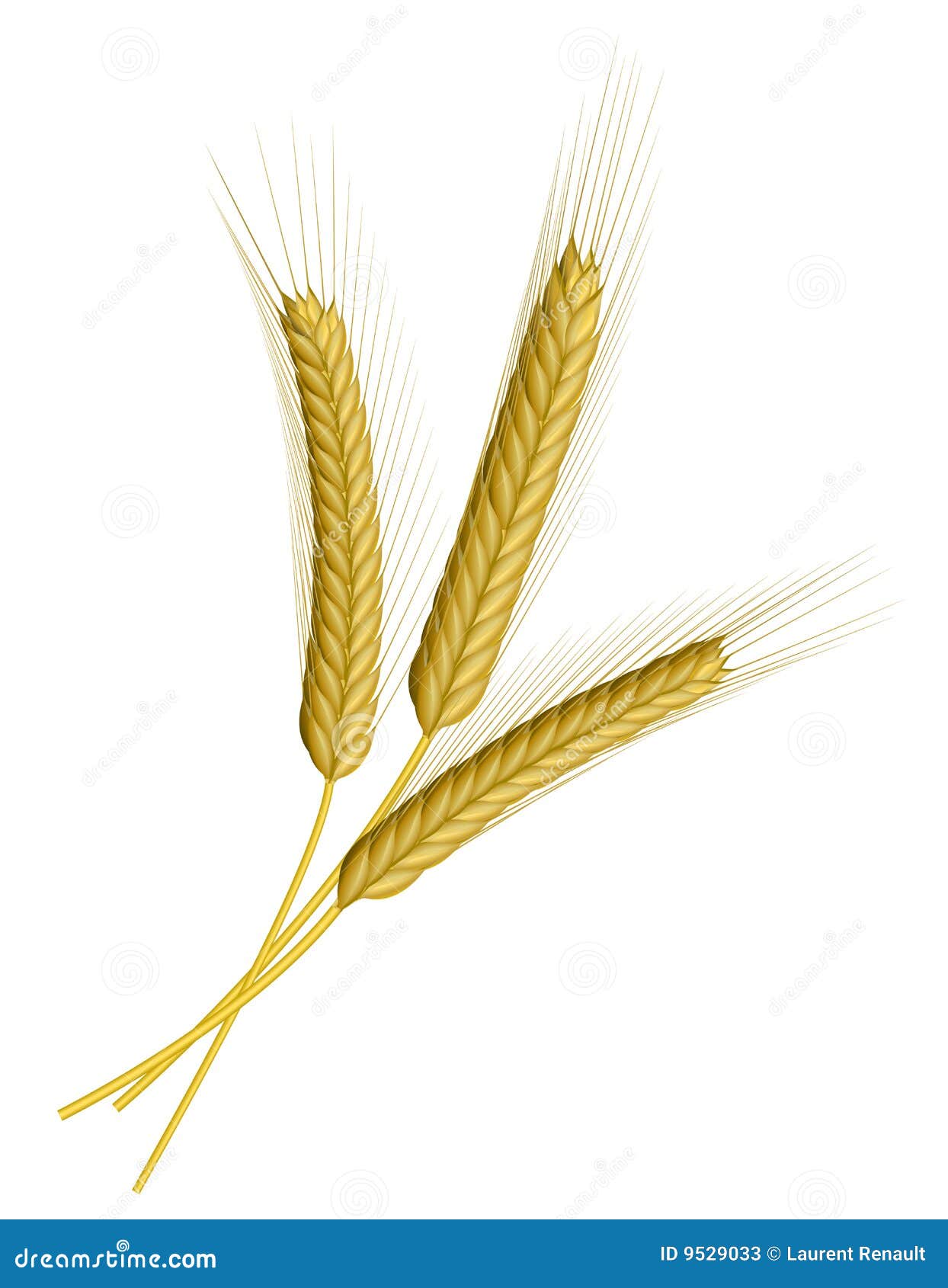 Weizen getrennt auf Weiß vektor abbildung. Illustration von getrennt ...