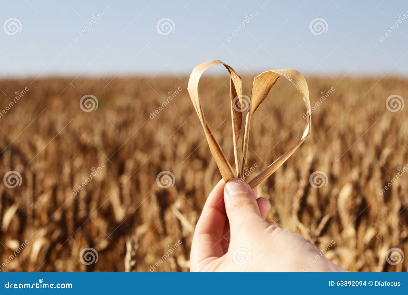 Weizen und Herz stockfoto. Bild von liebe, nave, ernten - 63892094