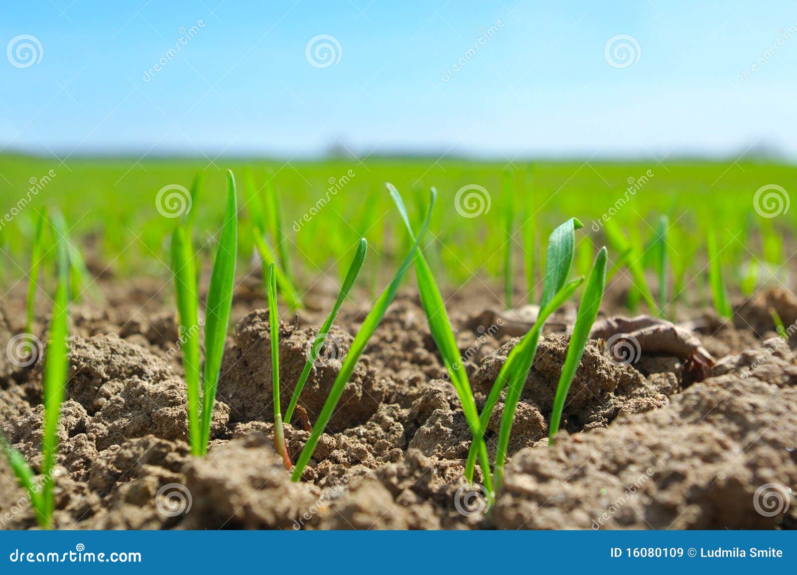 Weizen wachsen. stockbild. Bild von land, blau, betrieb - 16080109