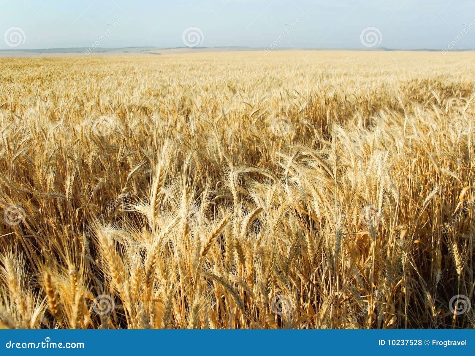 Weizenfeld stockfoto. Bild von mais, landschaft, bauernhof - 10237528