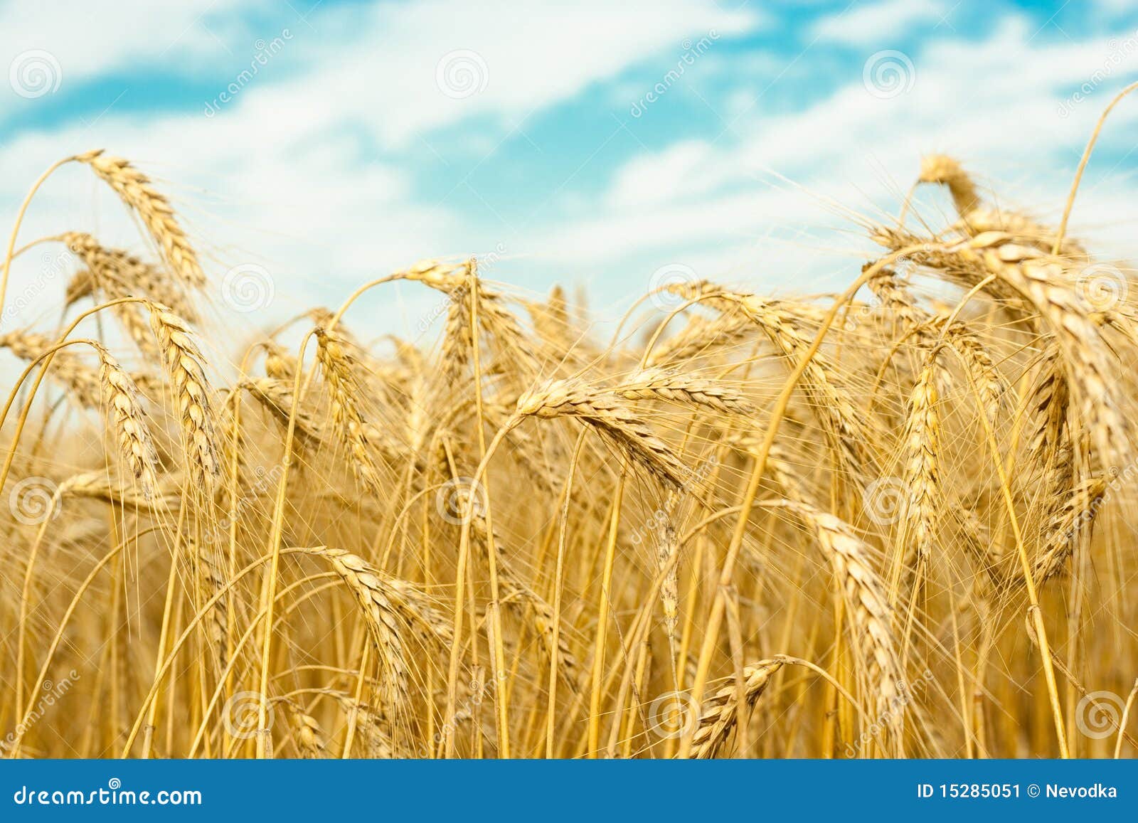 Weizenfeld stockbild. Bild von schön, frühling, jahreszeit - 15285051