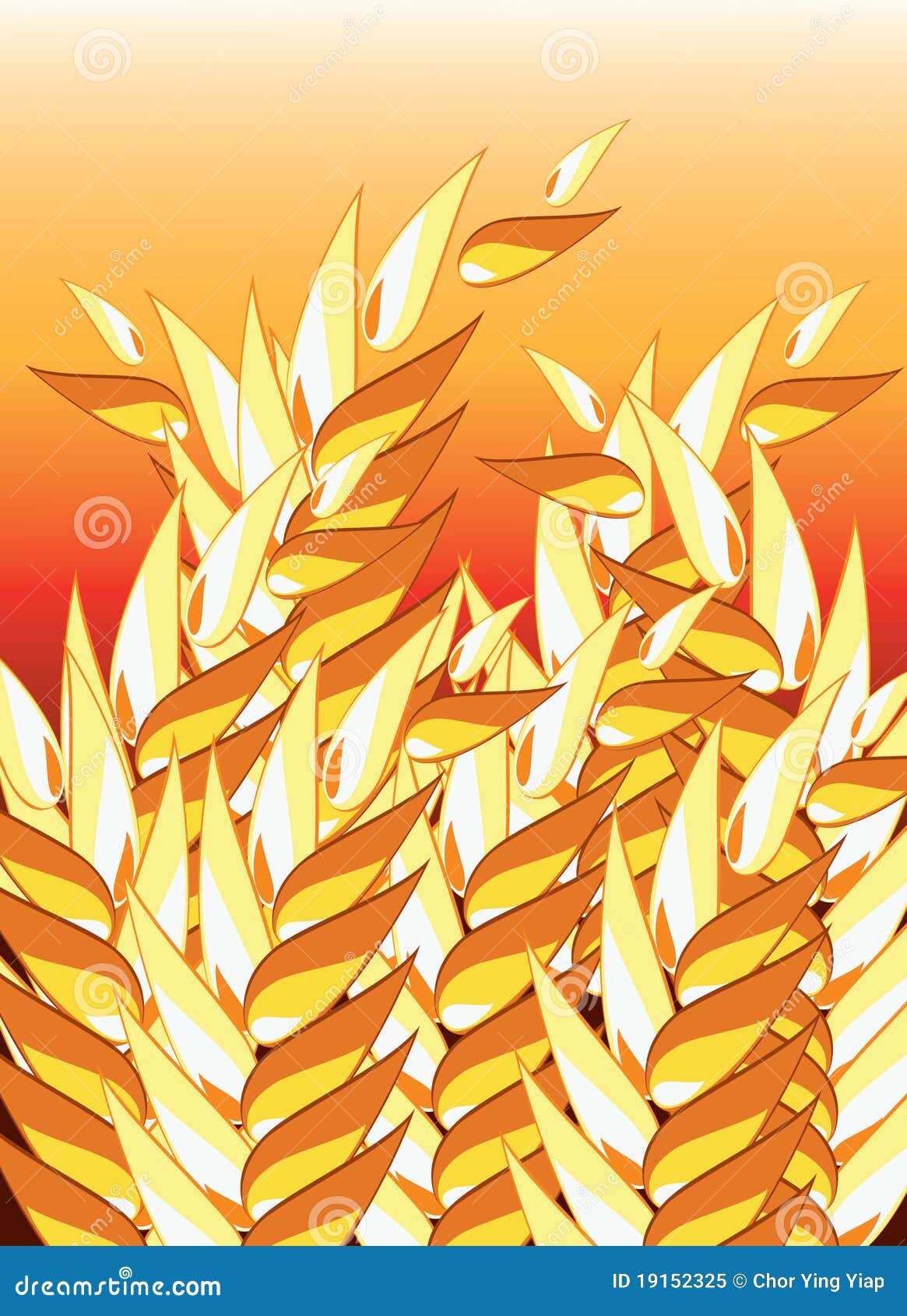 Weizenfeld vektor abbildung. Illustration von organisch - 19152325