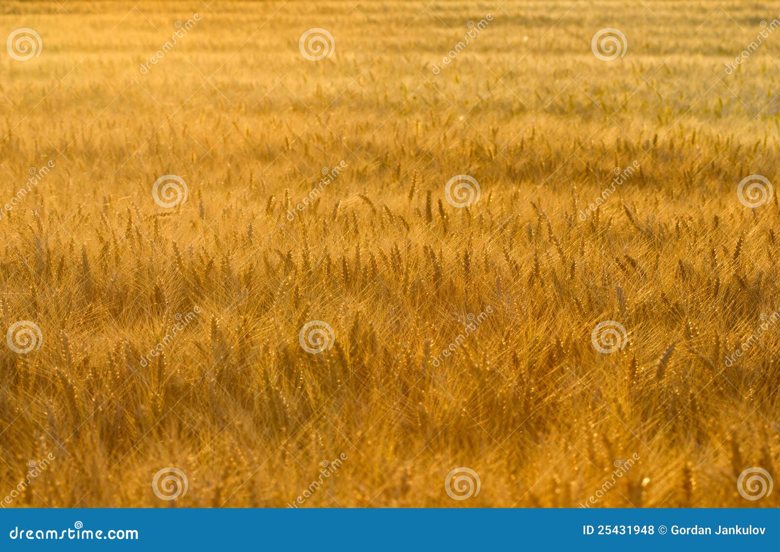Weizenfeld stockfoto. Bild von schön, reap, ernte, agronomie - 25431948
