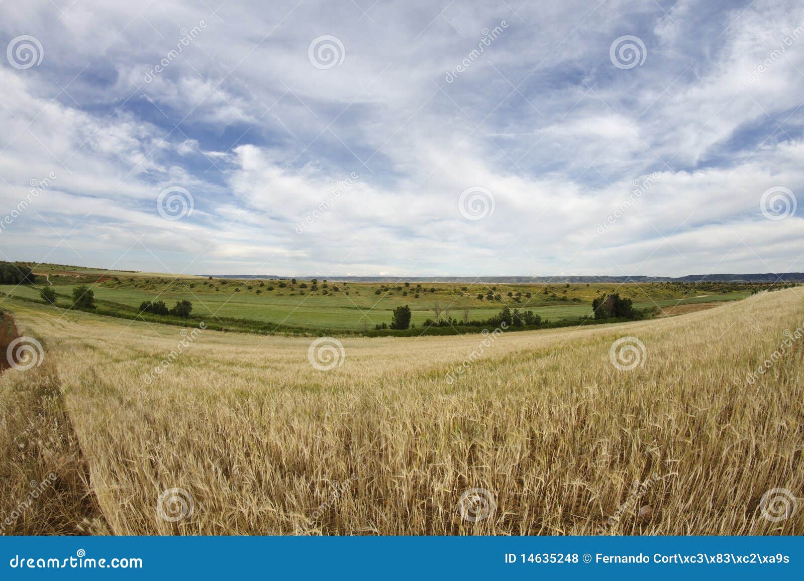 Weizenfeld, Ernte. stockfoto. Bild von jahreszeit, wachstum - 14635248