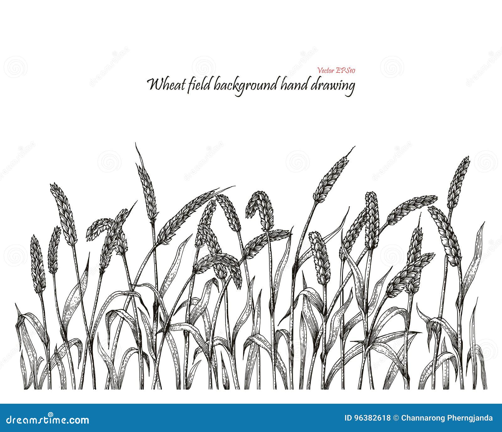 Weizenfeld-Hintergrundhandzeichnung Vektor Abbildung - Illustration von ...