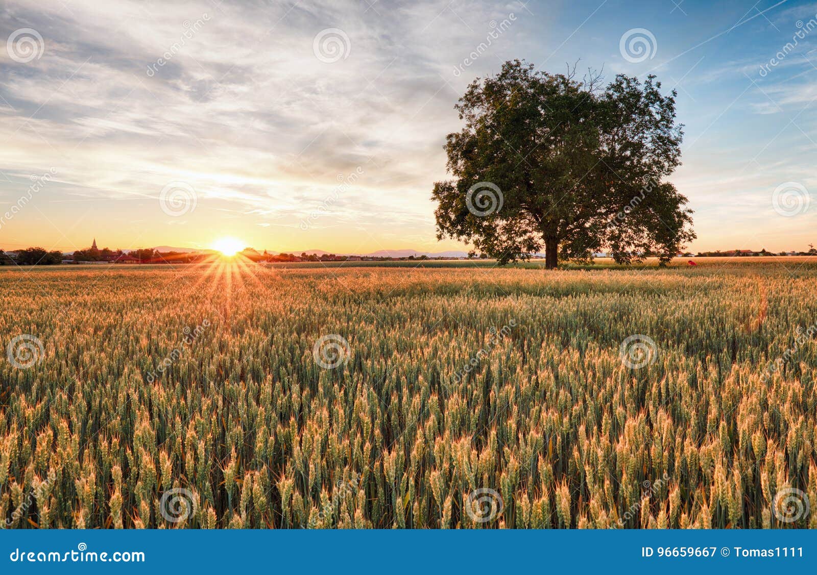 Weizenfeld Mit Baum Bei Sonnenuntergang Stockbild - Bild von ackerland ...