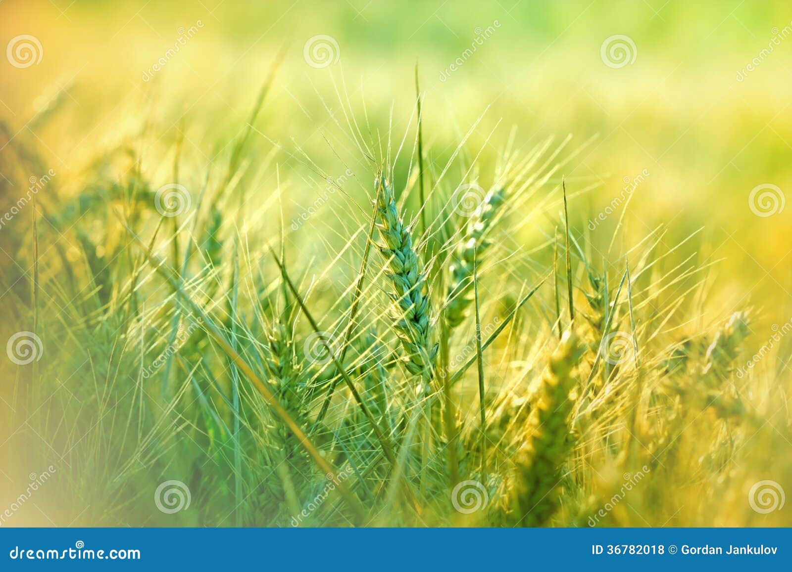 Weizenfeld am Morgen stockfoto. Bild von saatgut, agronomie - 36782018