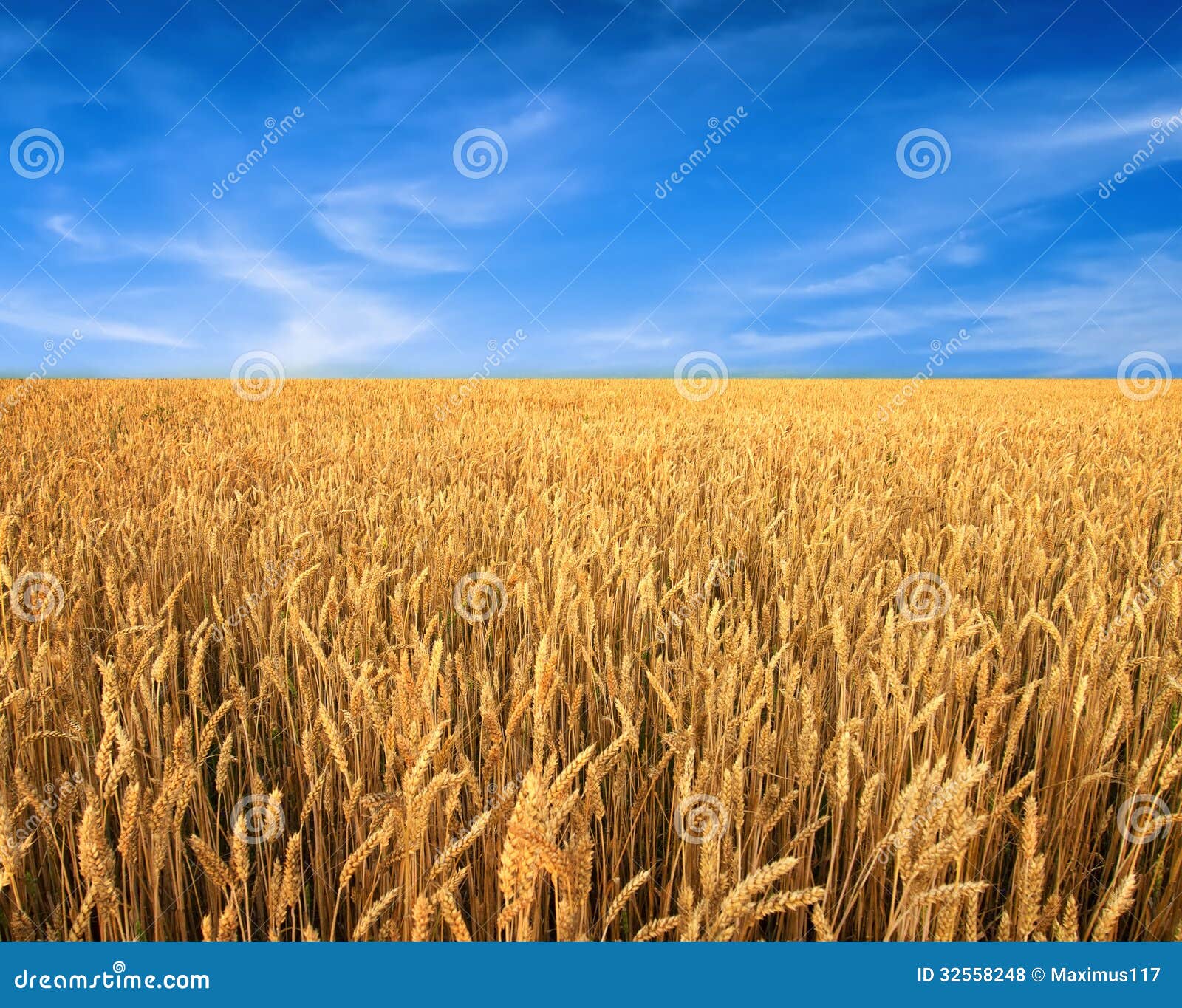 Weizenfeld Und Blauer Himmel Als Hintergrund Stockfoto - Bild von ...