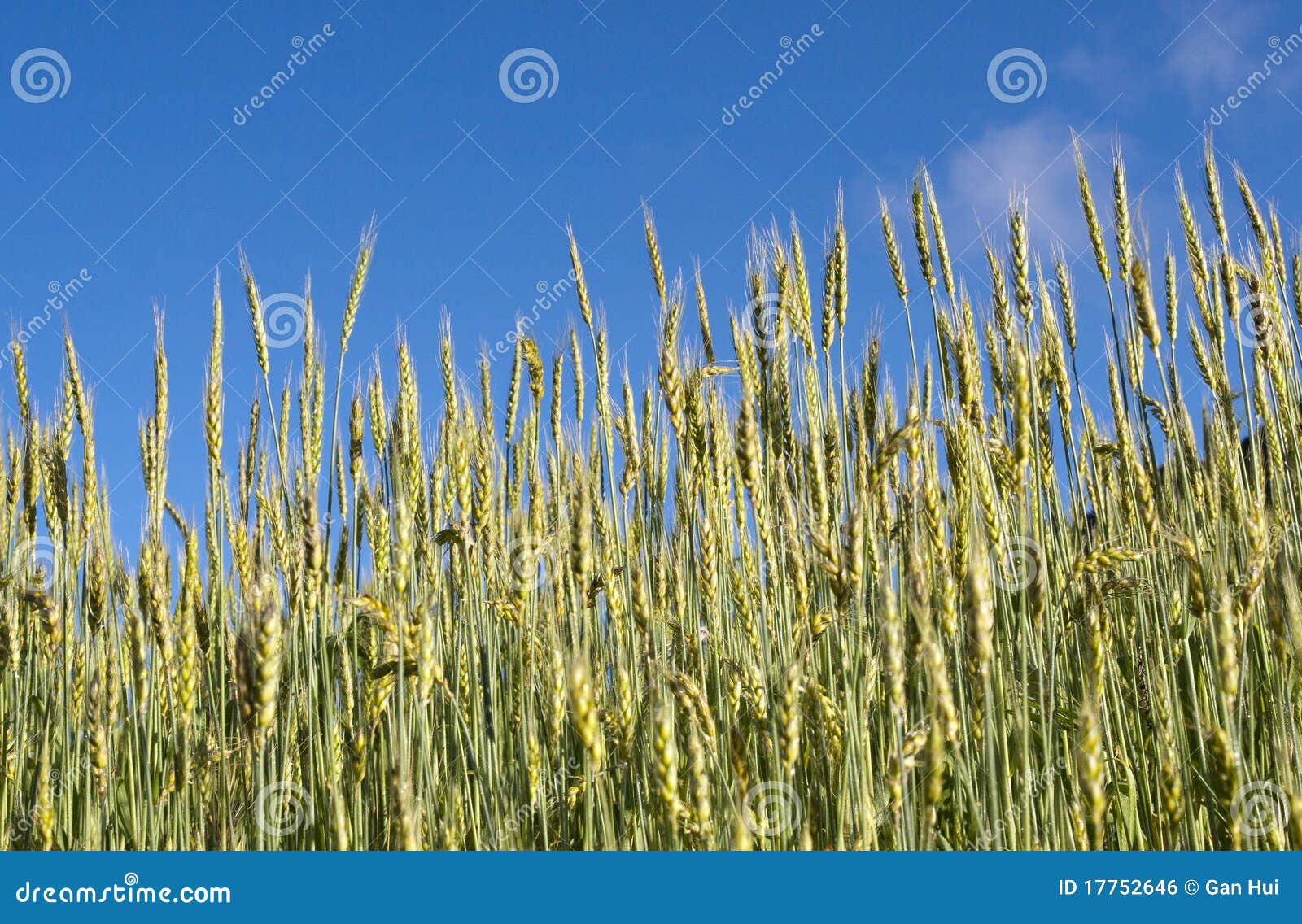 Weizenfeld Unter Blauem Himmel Bild. Bild: 17752646