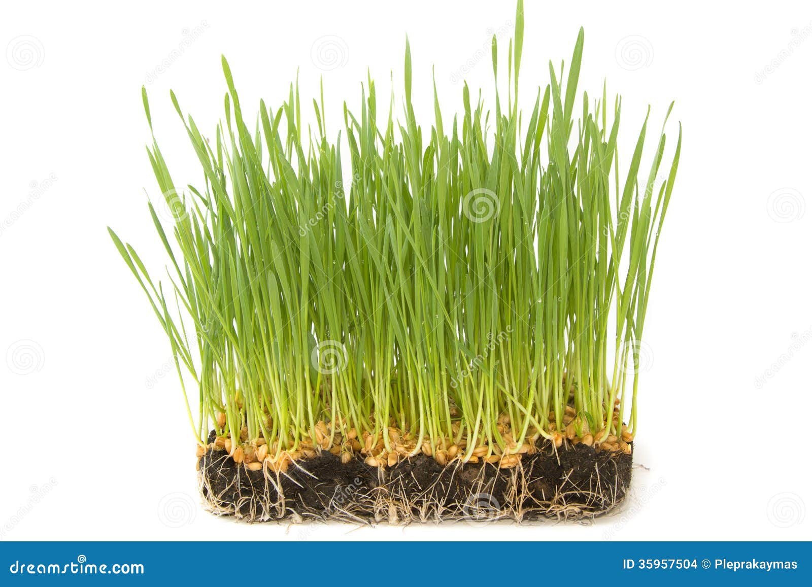 Weizensamen Mit Grünen Sprösslingen Stockfoto - Bild von landwirtschaft ...