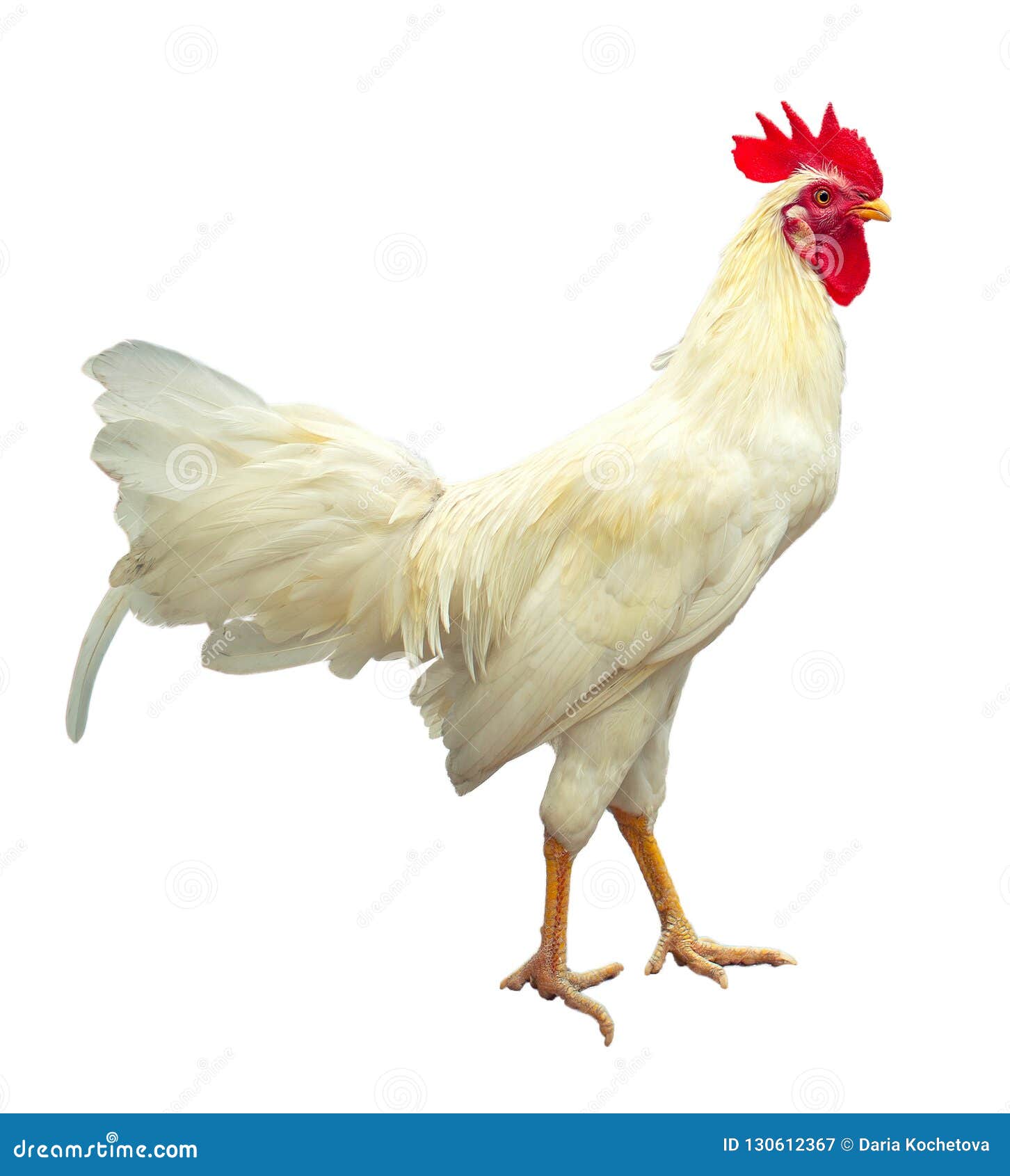 Weißer Hahn Auf Dem Weißen Hintergrund Stockbild - Bild von nave, inländisch: 130612367