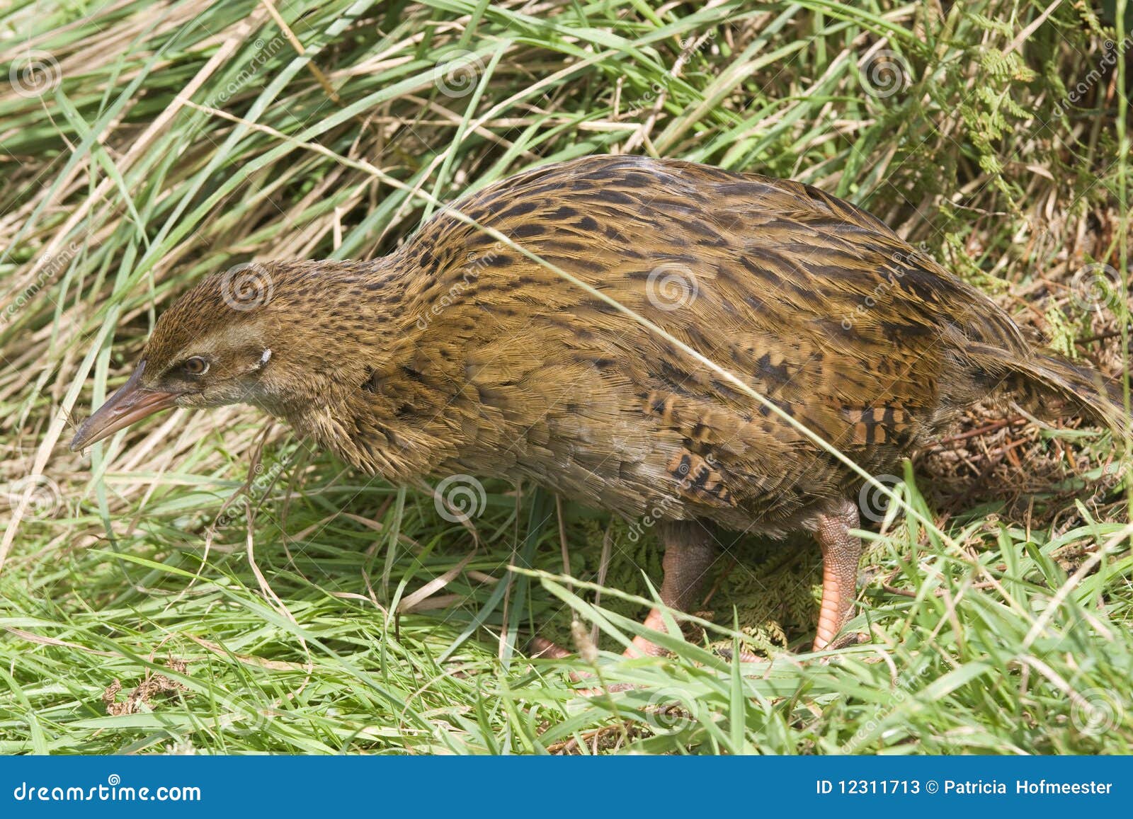 Weka image stock. Image du nature, kiwi, volaille, endémique - 12311713