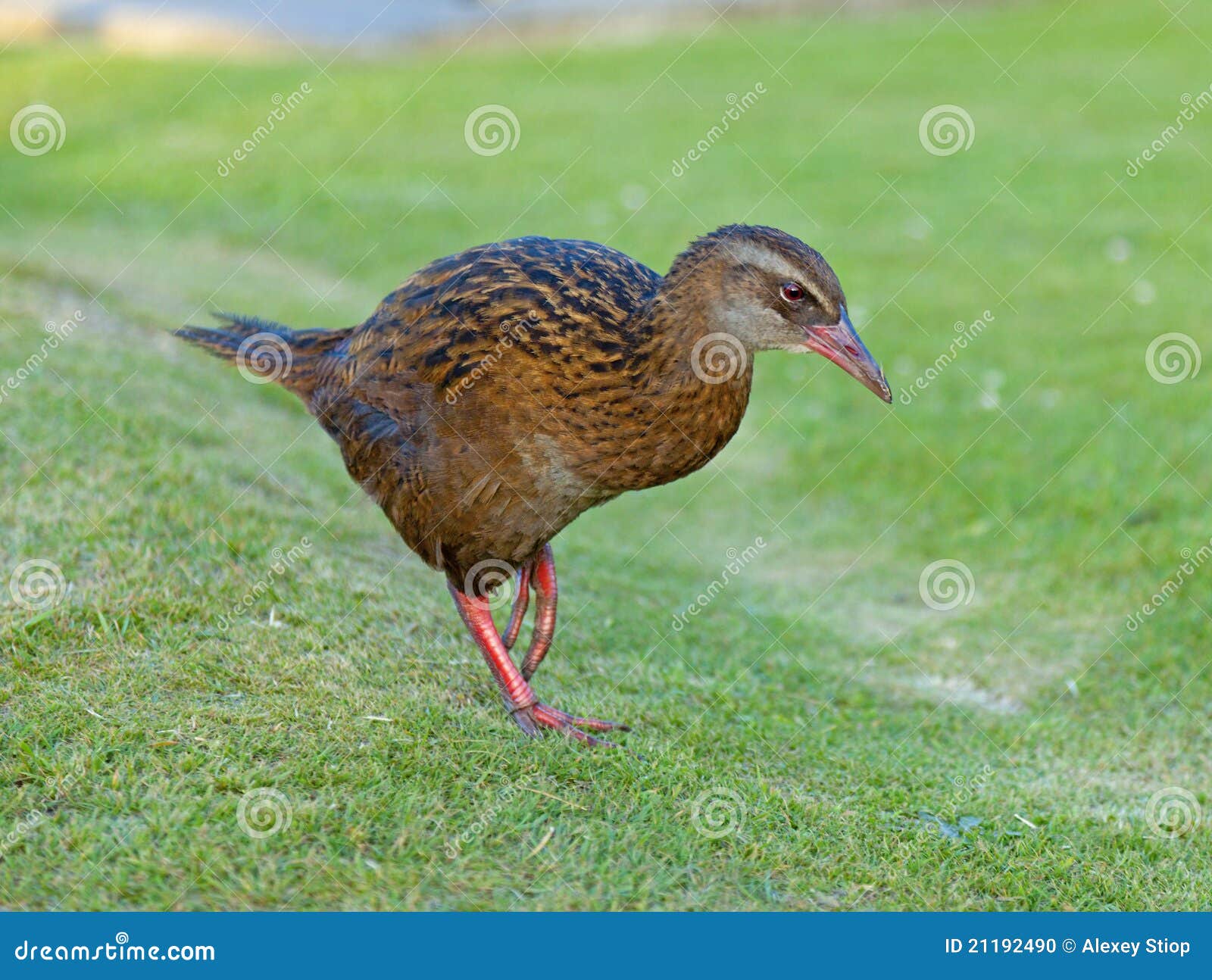 Weka stock photo. Image of flightless, beak, south, western - 21192490