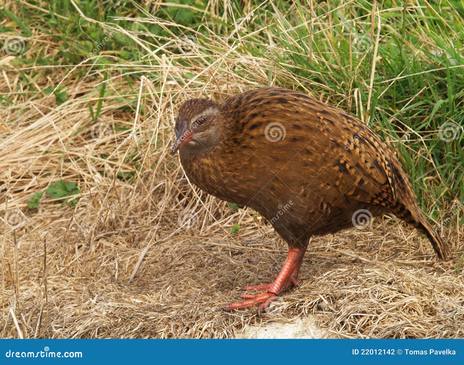 Weka bird stock photo. Image of westport, zealand, beak - 22012142