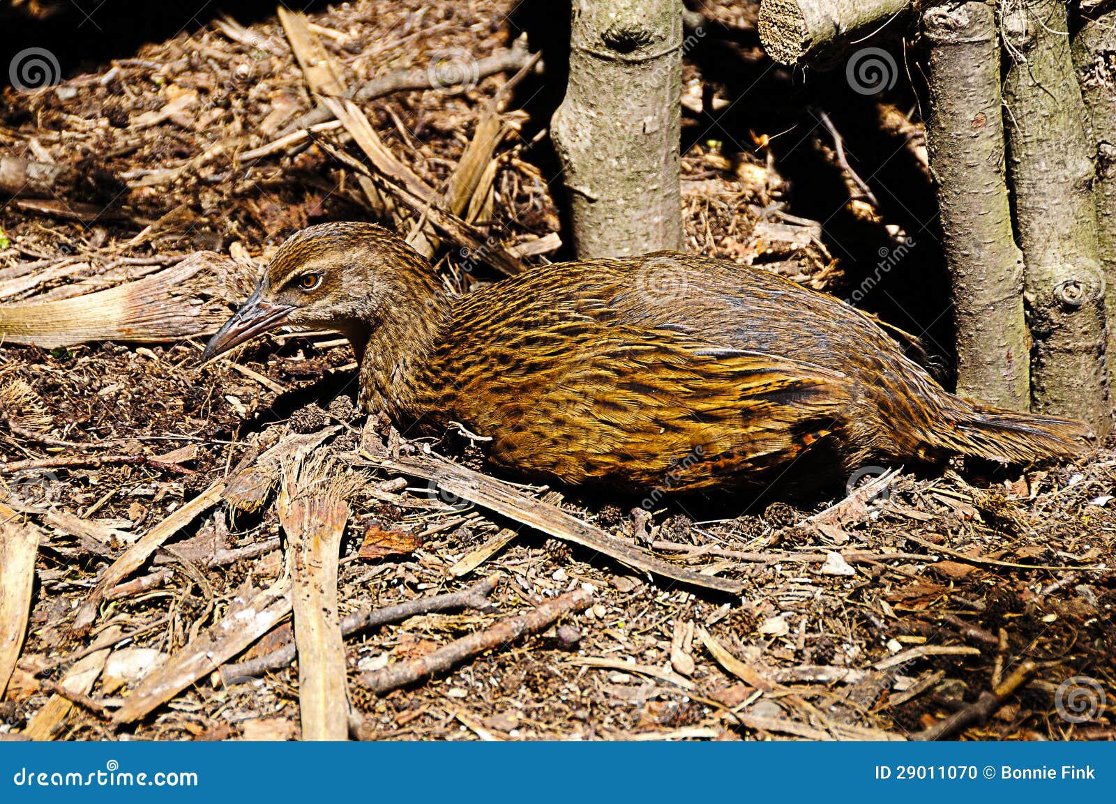 A Weka Bird Lying on the Ground Stock Photo - Image of woodhen, zealand ...